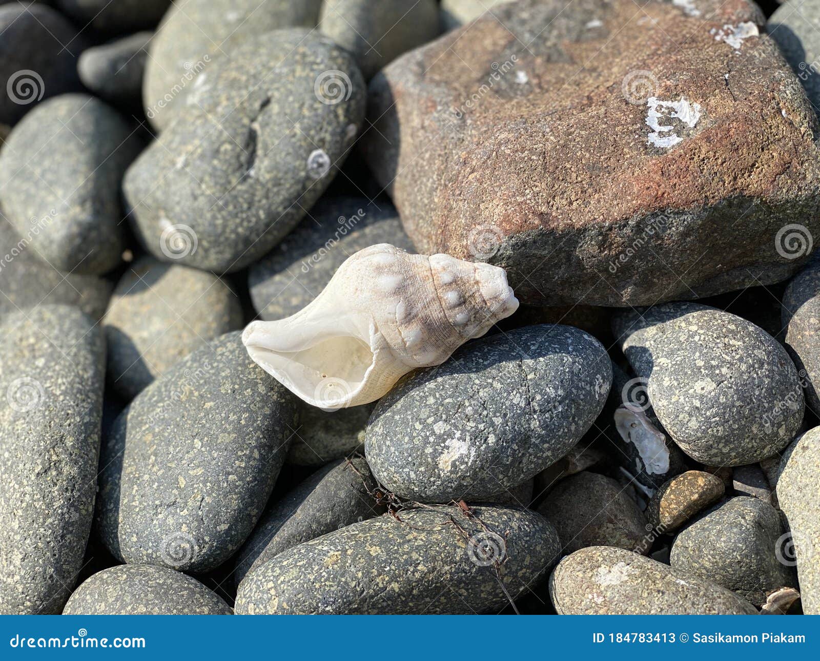 Conch shell stock image. Image of conch, beach, rock - 184783413