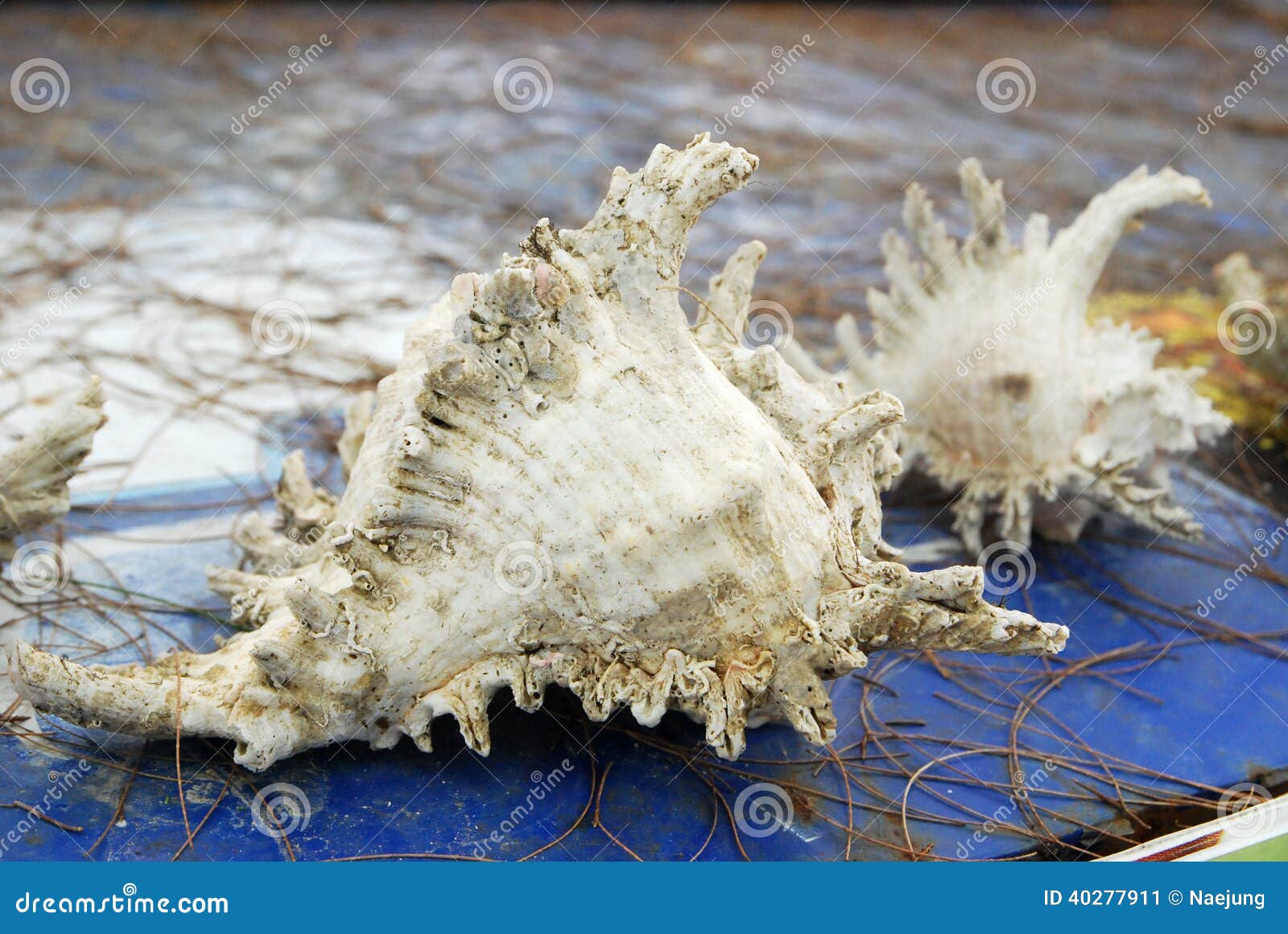 Conch Shell stock image. Image of animal, island, life - 40277911