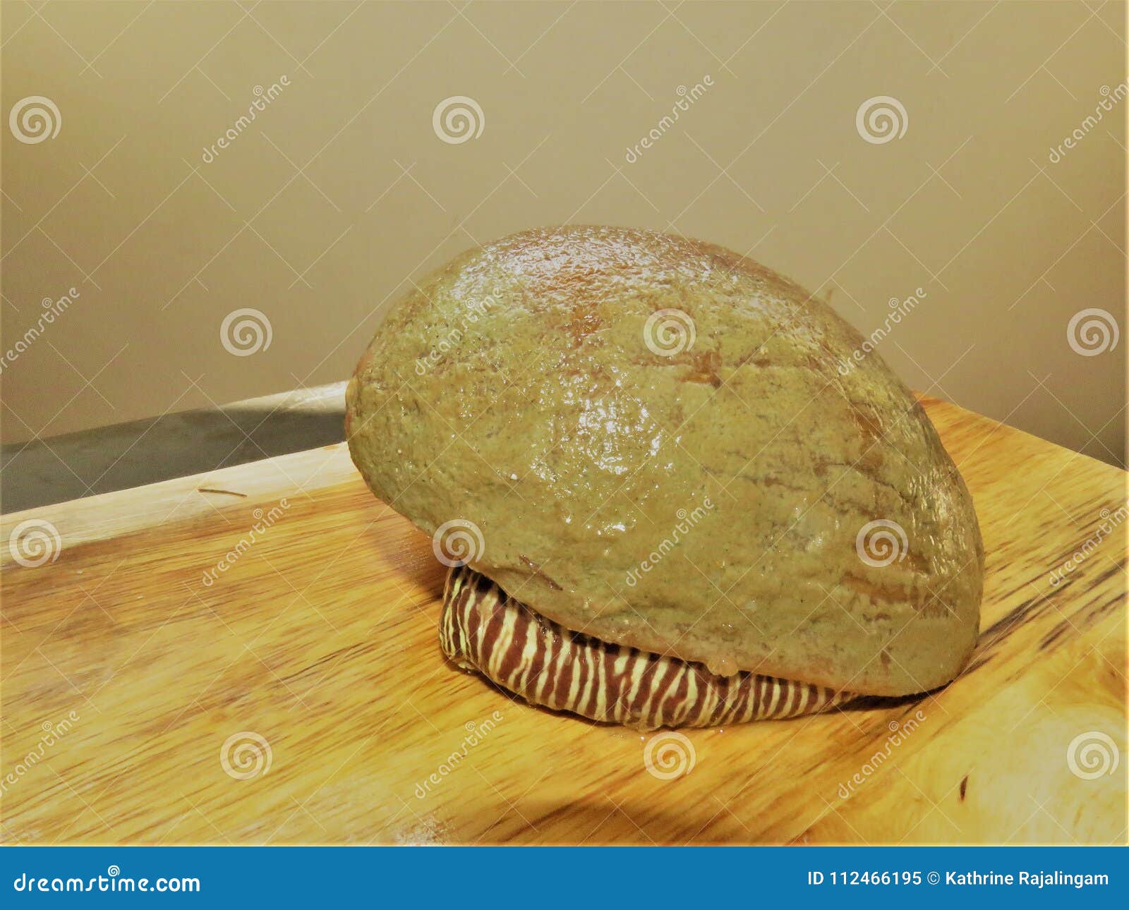 Conch Shell / Large Snail / Conchs Stock Image - Image of asian, shell ...