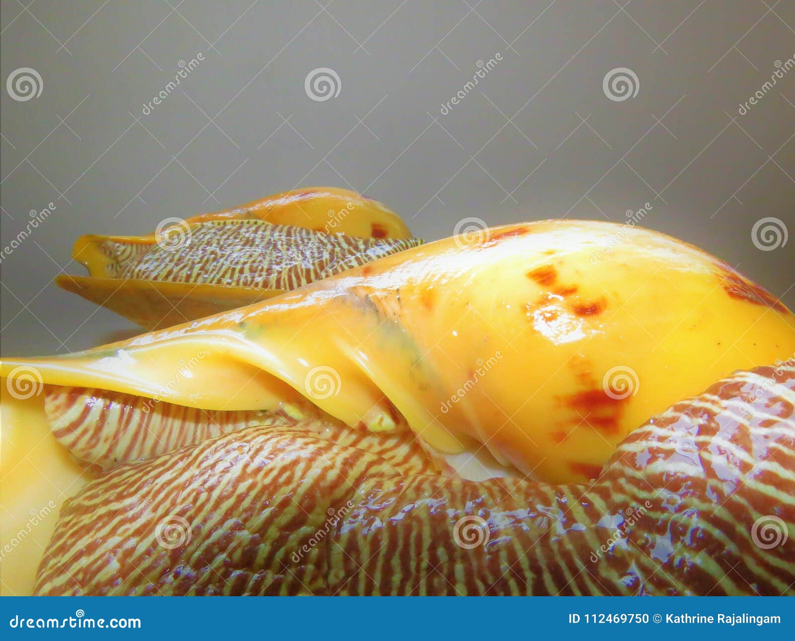 Conch Shell / Large Snail / Conchs Stock Photo - Image of food, snail ...