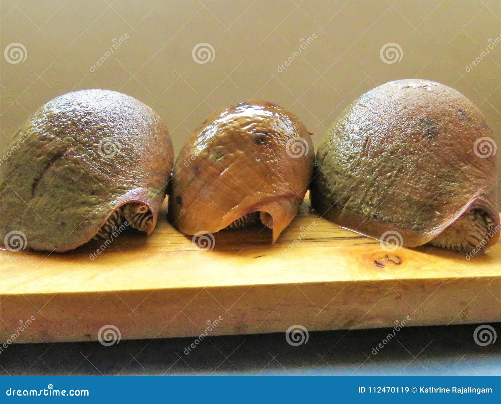 Conch Shell / Large Snail / Conchs Stock Image - Image of snail, food ...