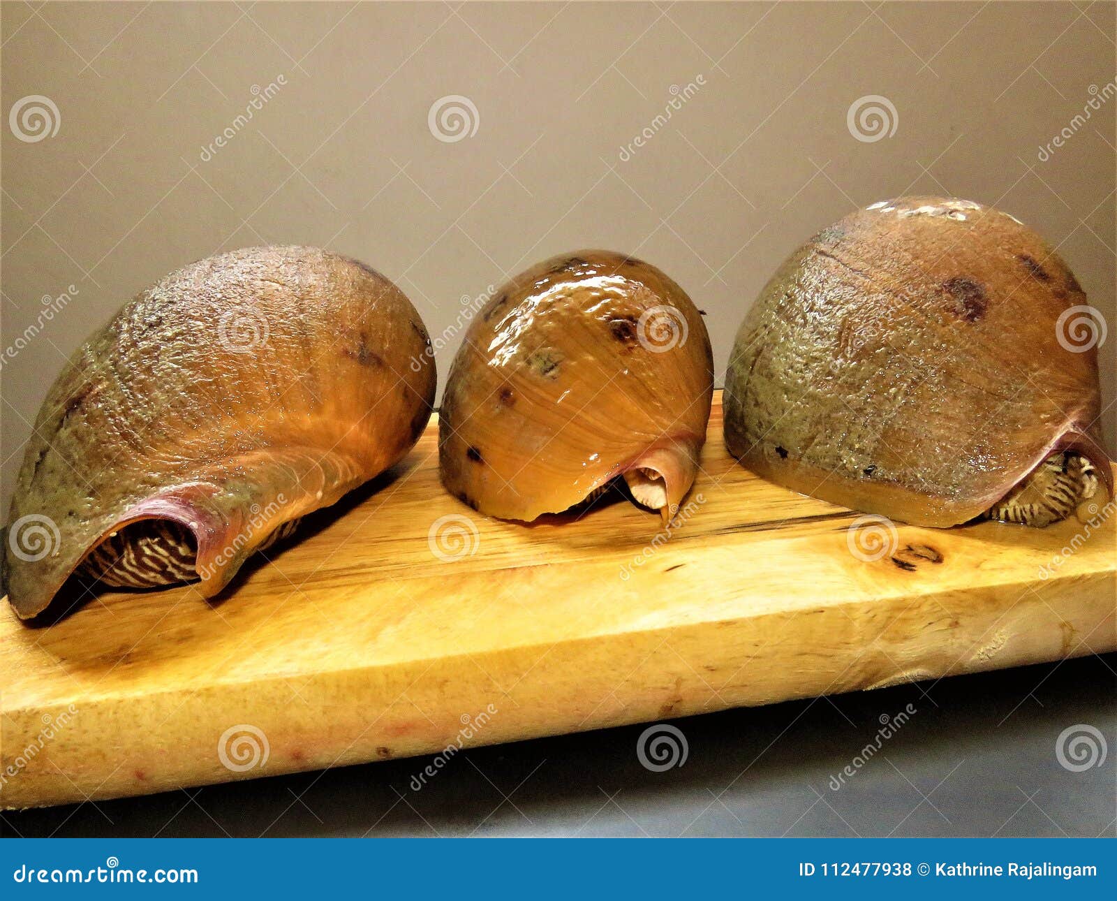 Conch Shell / Large Snail / Conchs Stock Photo - Image of hardshell ...