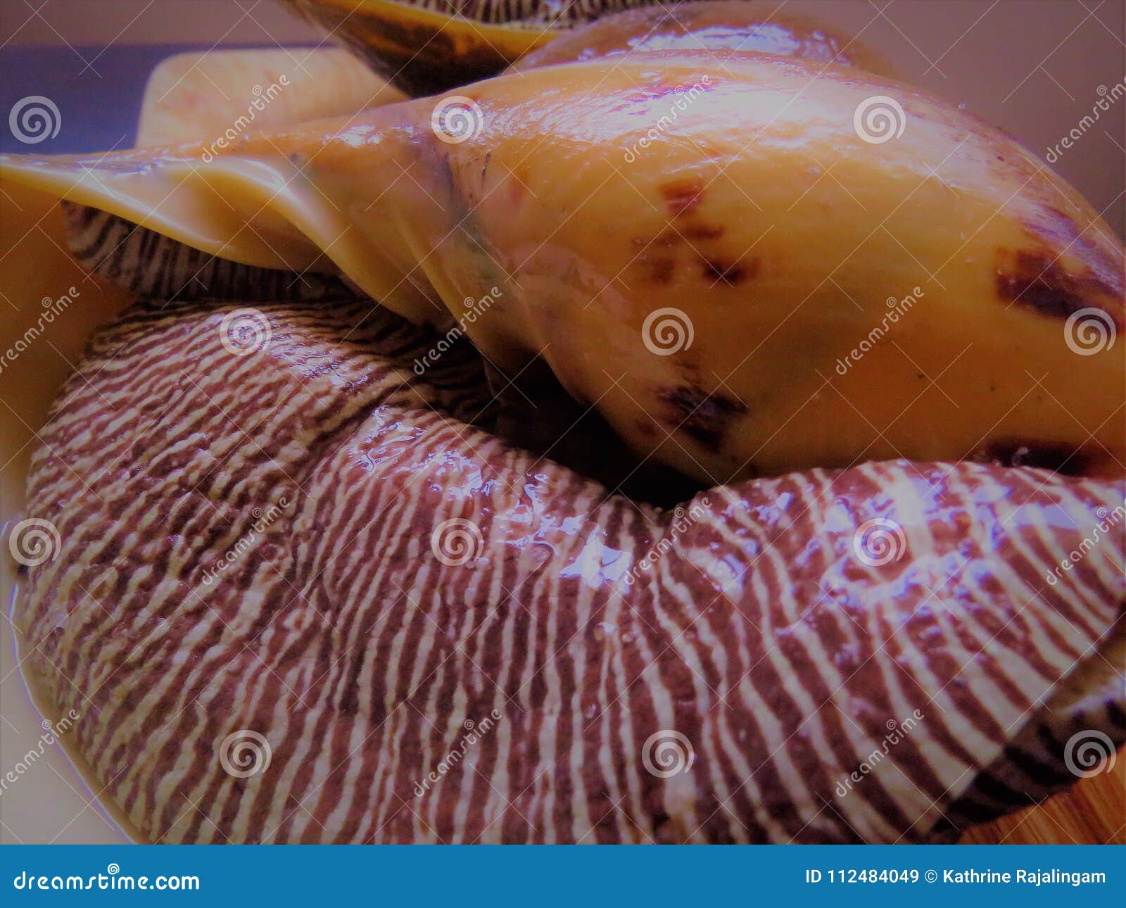 Conch Shell / Large Snail / Conchs Stock Image - Image of creature ...