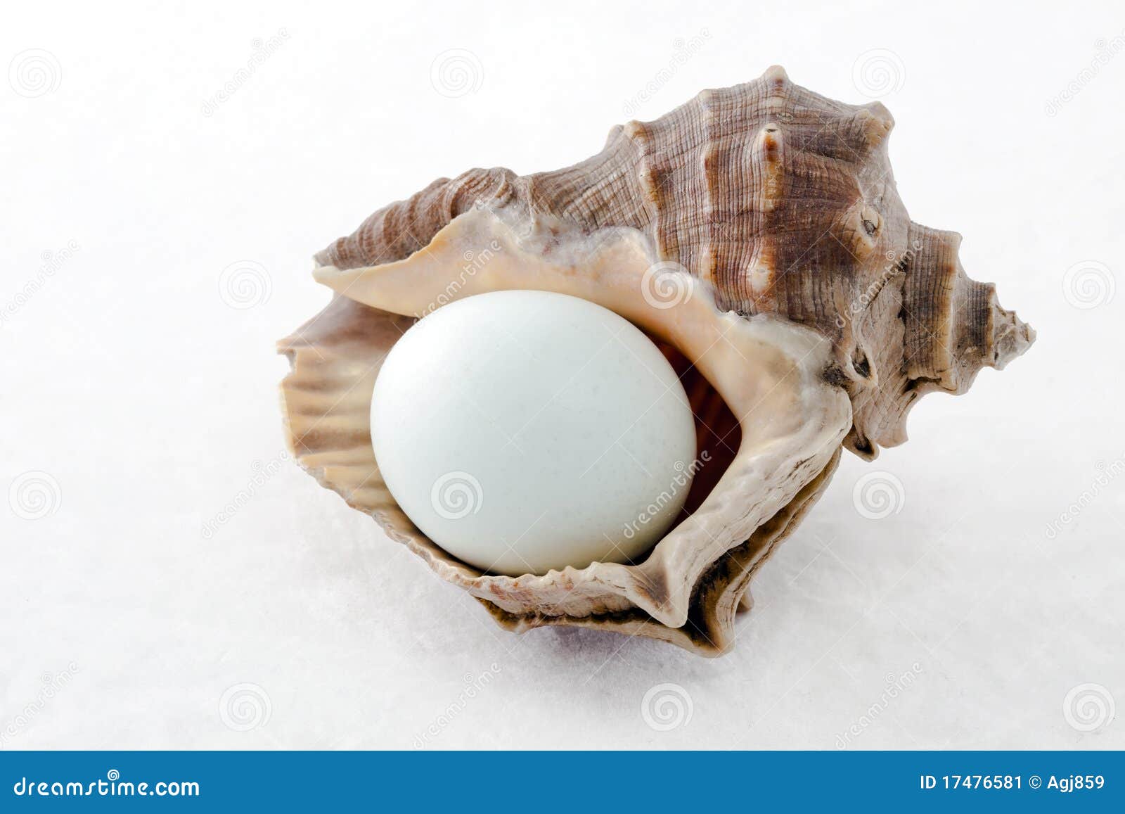 Conch shell and eggs stock image. Image of white, background - 17476581
