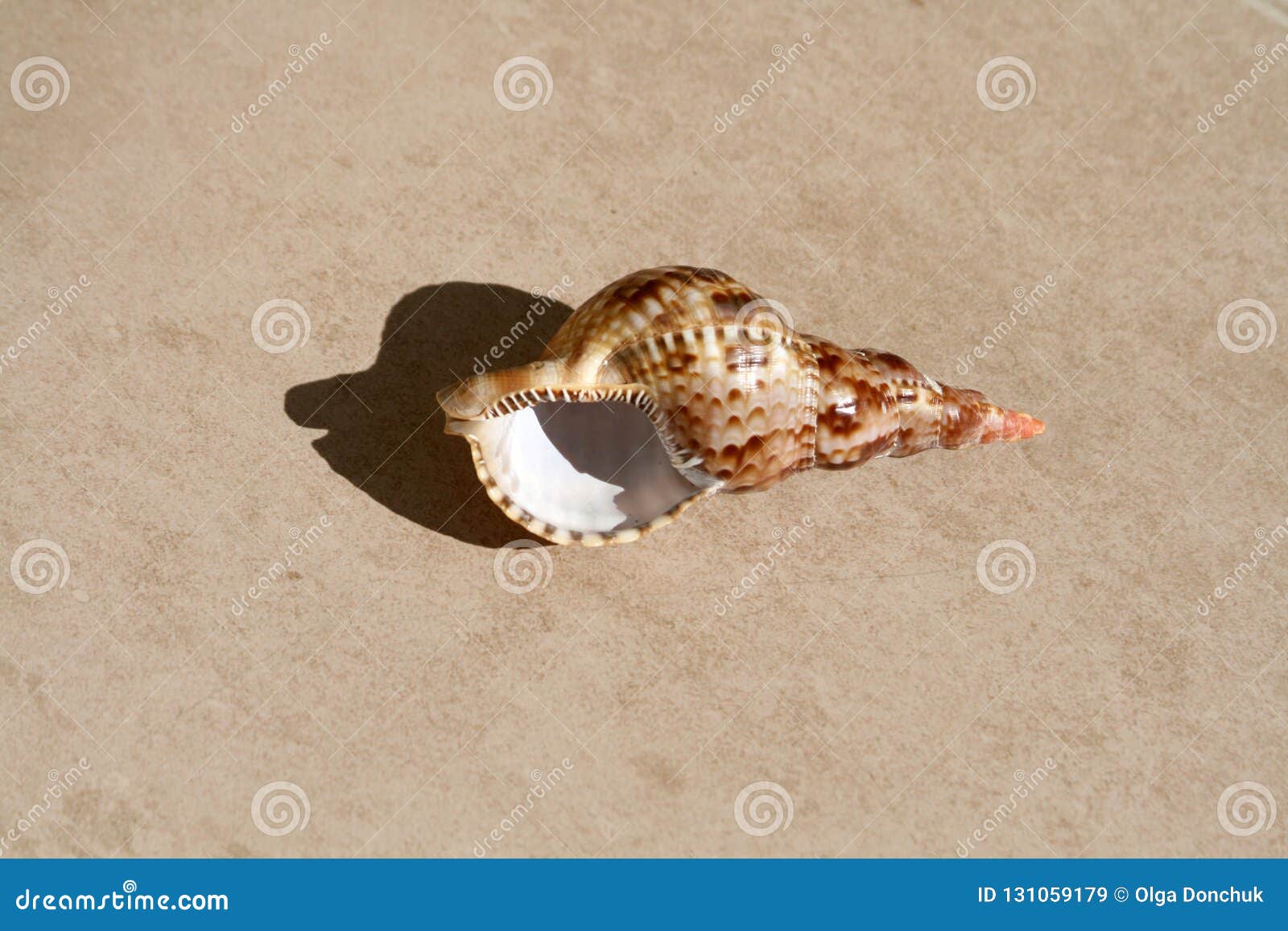 Conch shell on a floor stock image. Image of seashell - 131059179