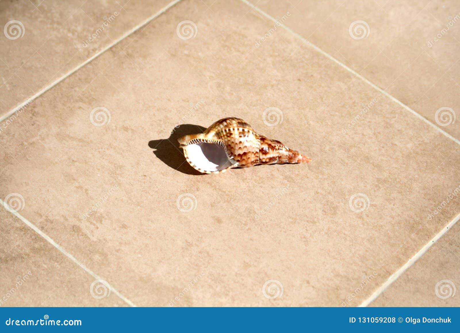 Conch shell on a floor stock photo. Image of shadow - 131059208
