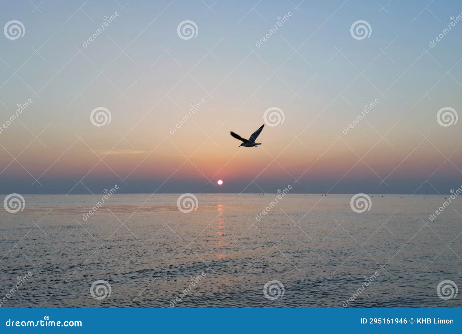 Conch Shell Flying in Evening Sky Stock Photo - Image of shell, flying ...