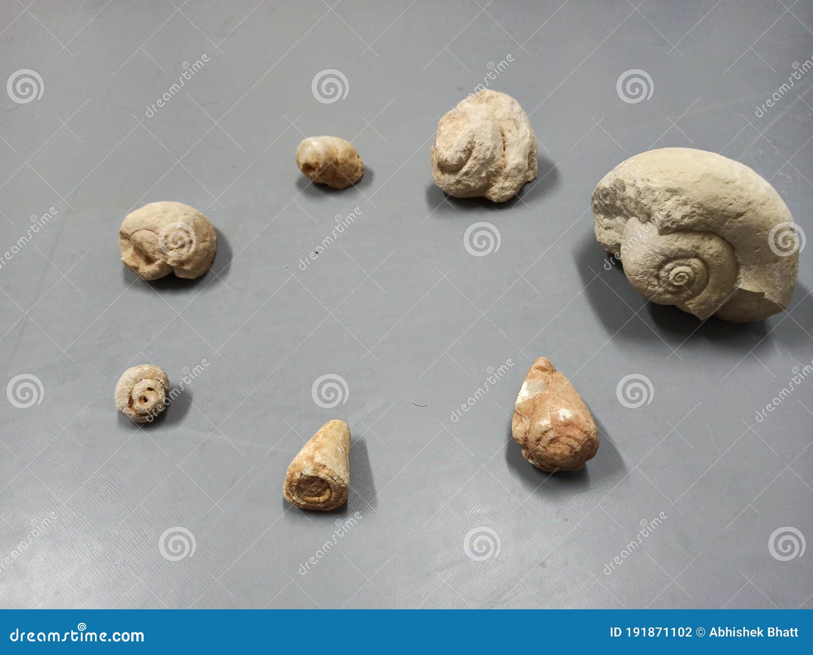 Conch and Shell Fossils stock photo. Image of fossils - 191871102