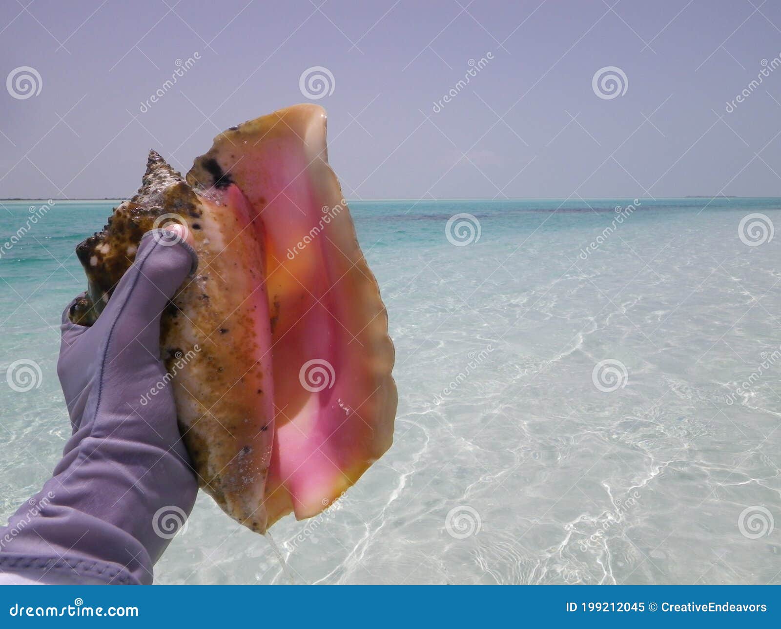 Conch Shell Found on White Sand Bonefish Flats Stock Image - Image of ...