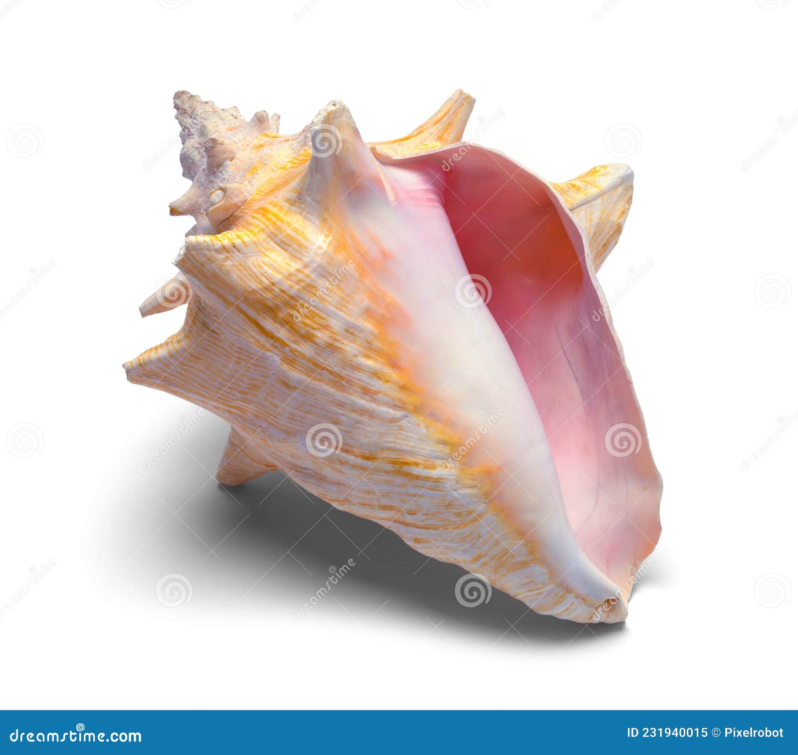 Conch Shell Front stock image. Image of white, spiral - 231940015