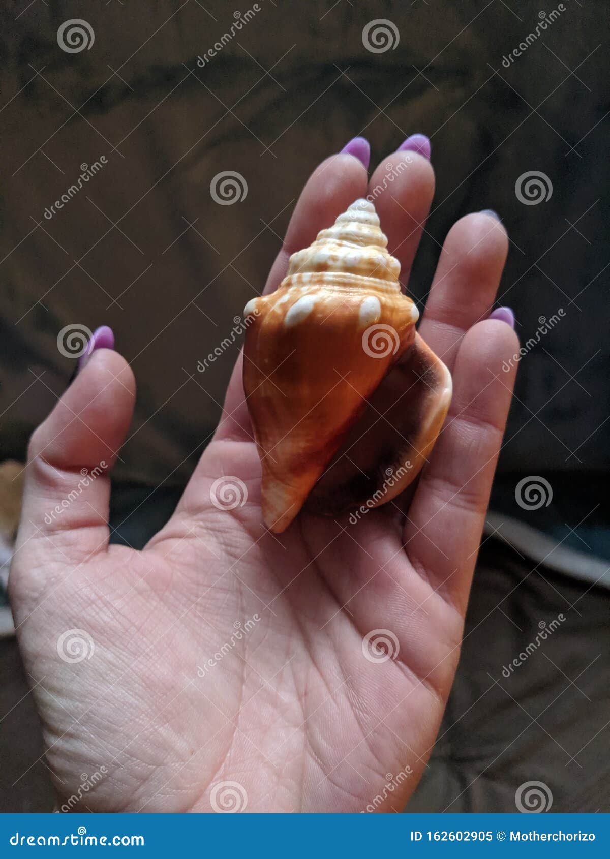 Conch Shell in Hand Palm Palmistry Calm Peace Love Stock Image - Image ...
