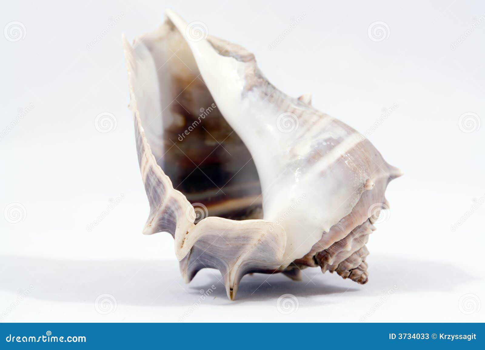 Conch Shell Isolated stock image. Image of conch, beauty - 3734033