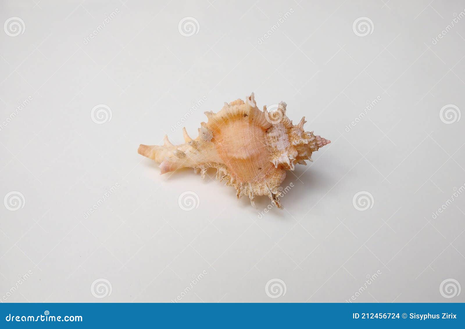Conch Shell Isolated on White Background Stock Photo - Image of conch ...