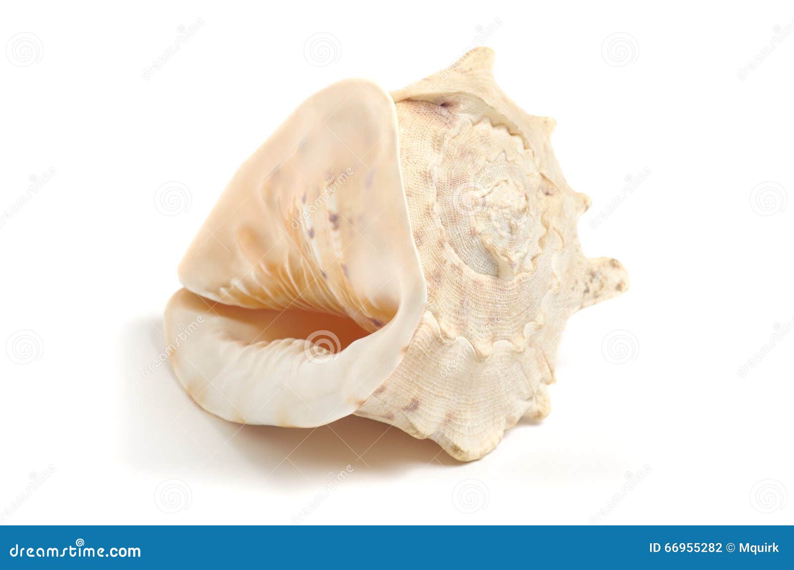 Conch shell stock photo. Image of holidays, vacation - 66955282