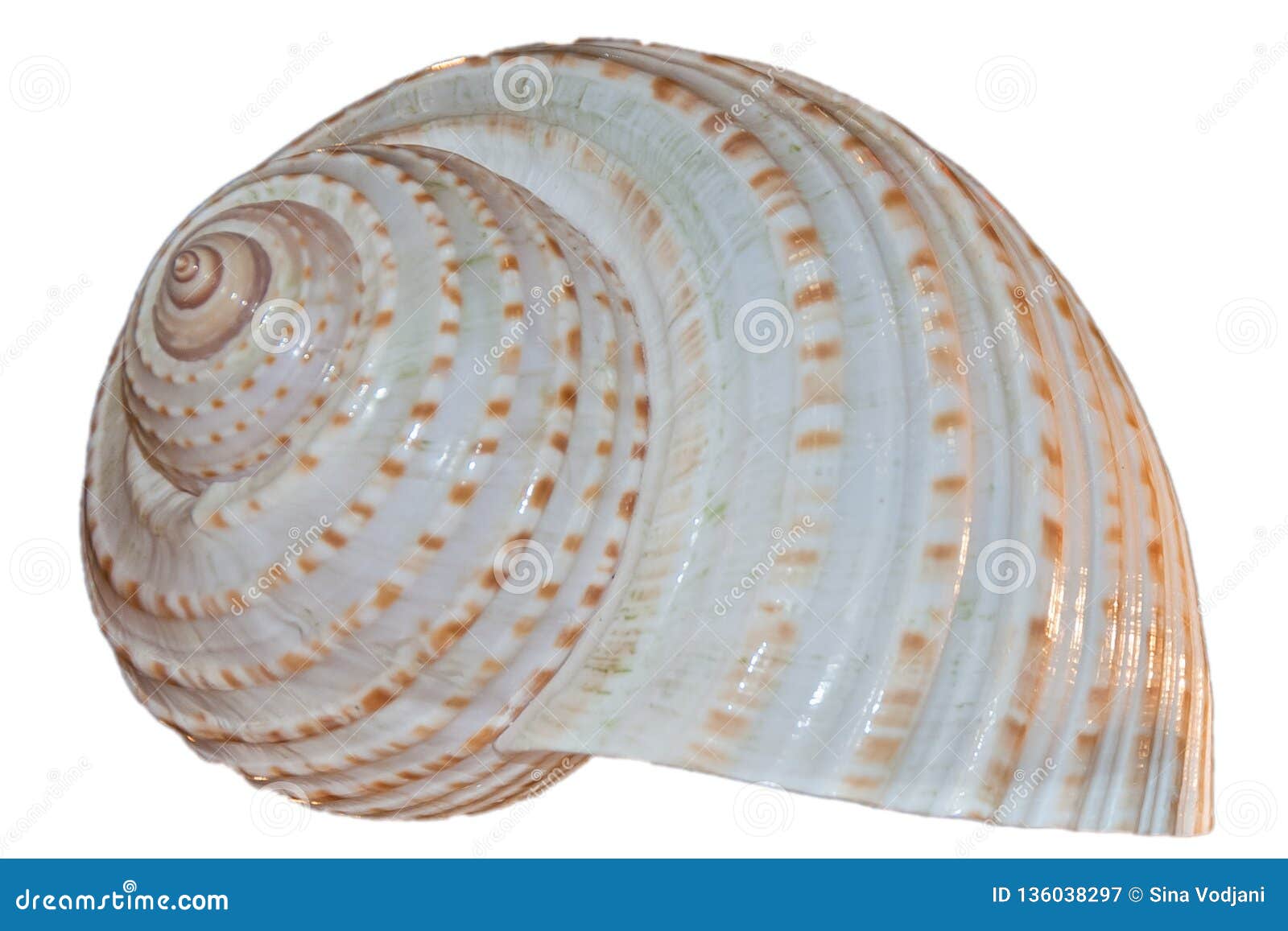 Conch Shell Isolated on White Background Stock Image - Image of object ...