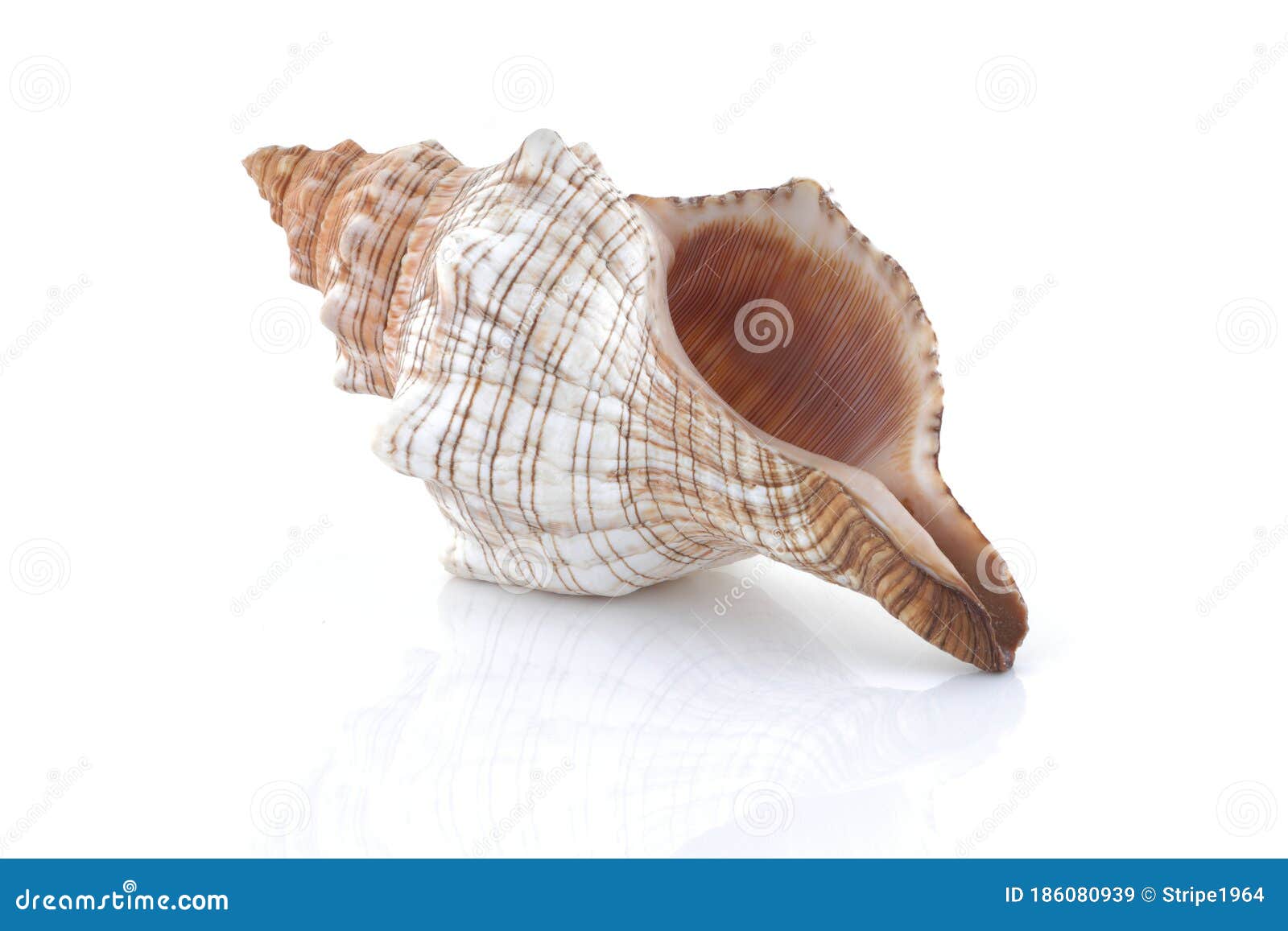 Conch Shell on White with Reflection Stock Image - Image of closeup ...
