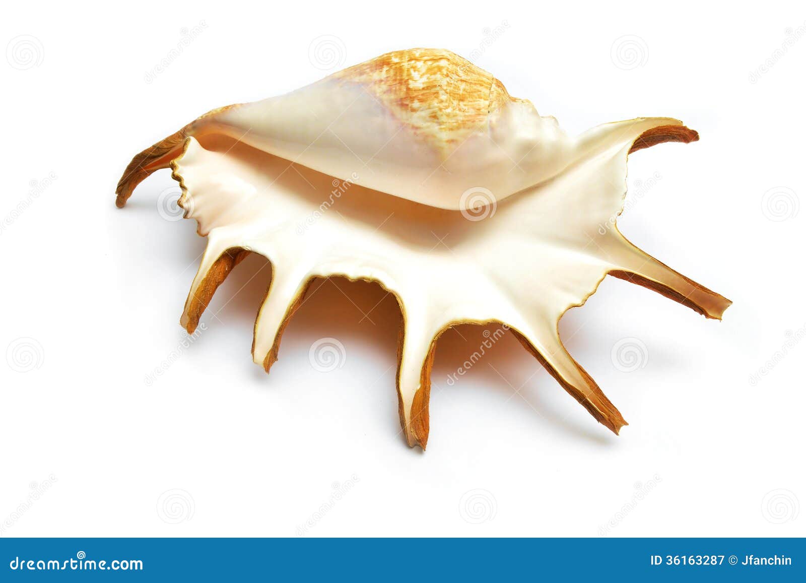 Conch shell stock image. Image of marine, snail, life - 36163287