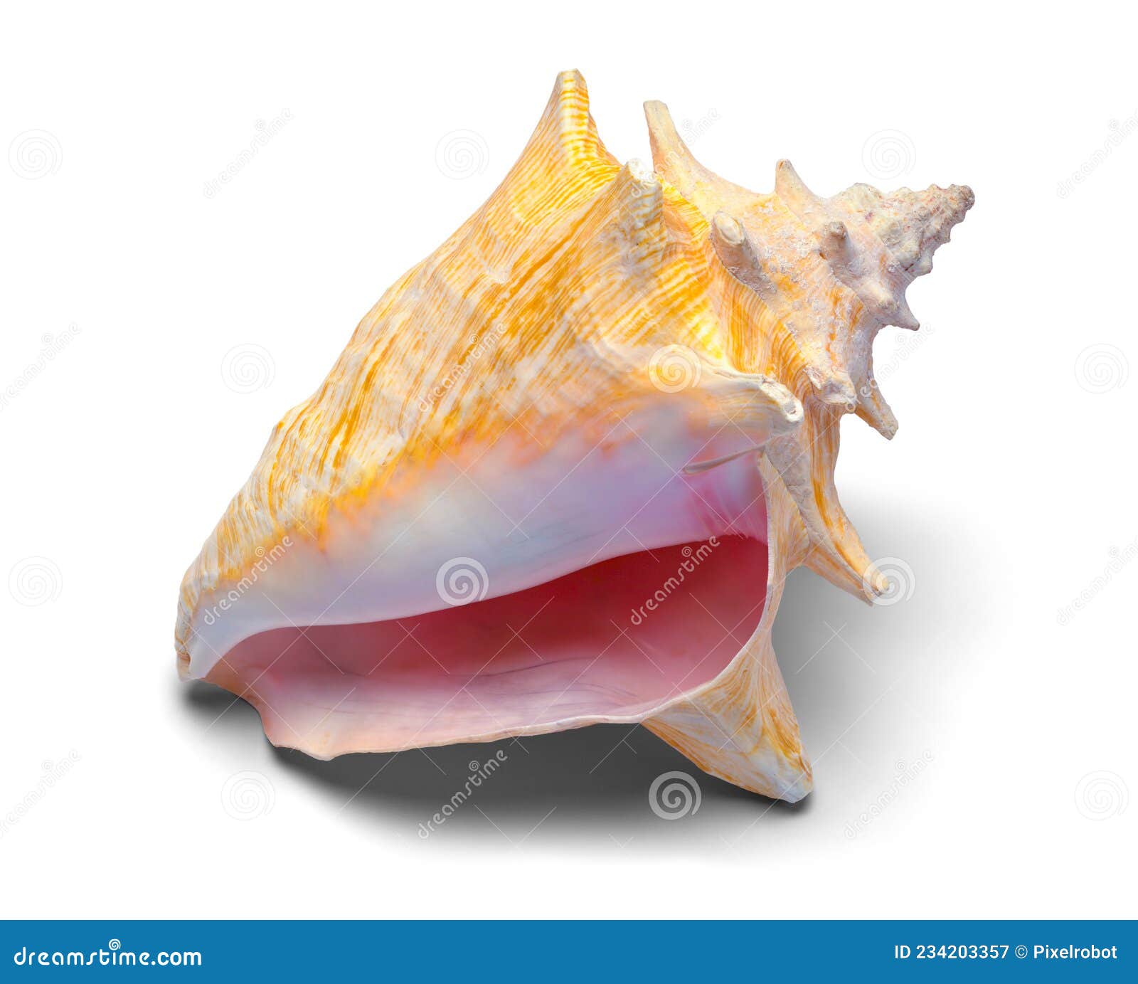 Conch Shell stock image. Image of white, queen, spiral - 234203357