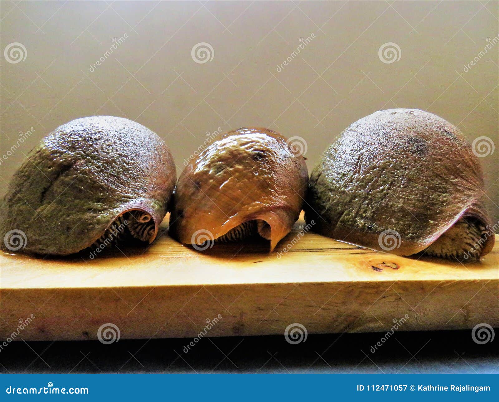 Conch Shell / Large Snail / Conchs Stock Image - Image of hardshell ...