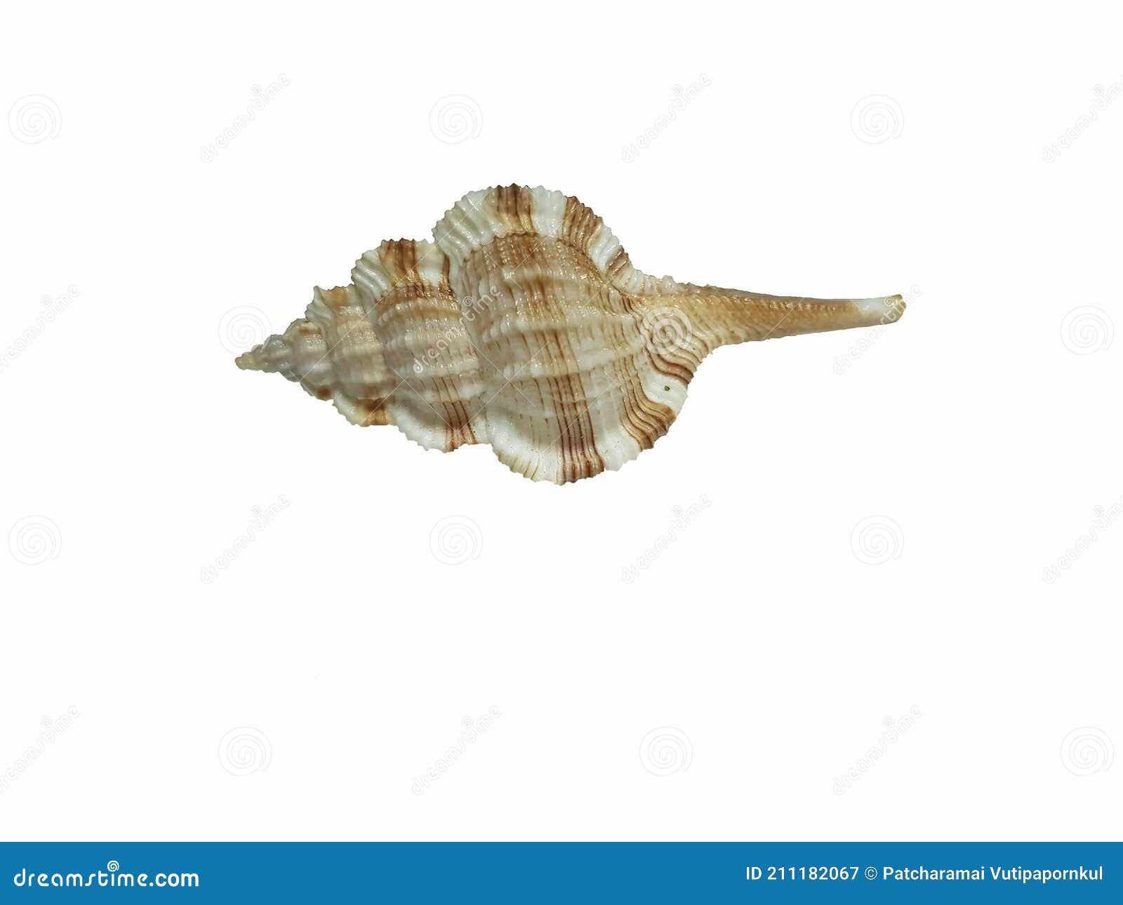Lord Of The Flies Conch