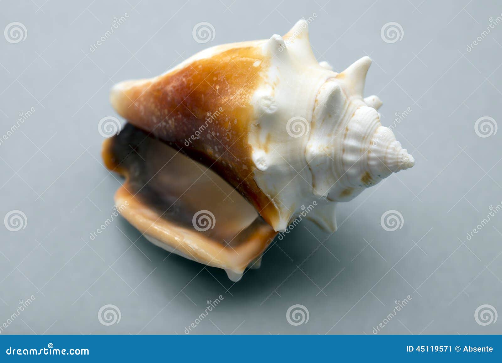 Conch Shell stock image. Image of shell, isolated, collection - 45119571