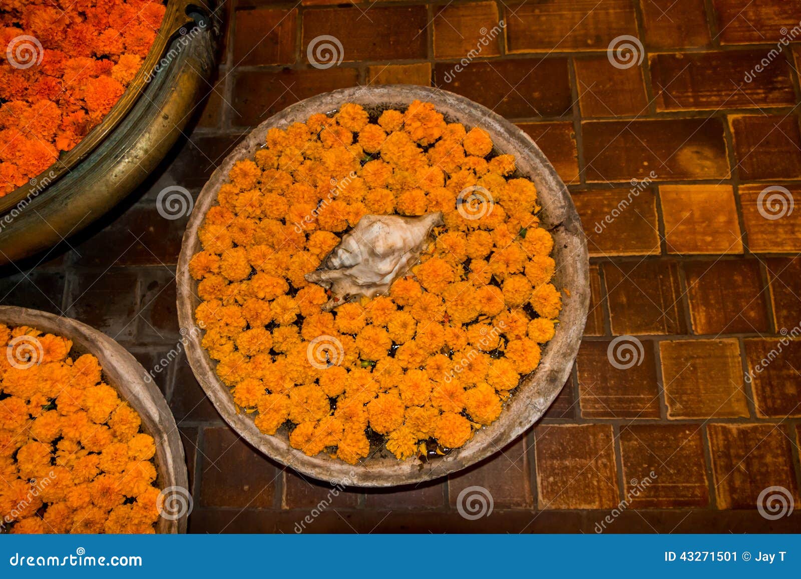 Conch Shell between Marigold Flowers Stock Image - Image of flowers ...