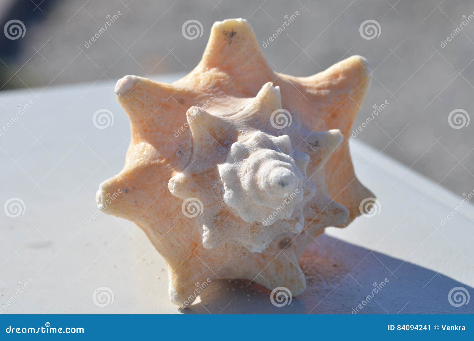 Conch Shell stock image. Image of seashore, salt, oceanline - 84094241