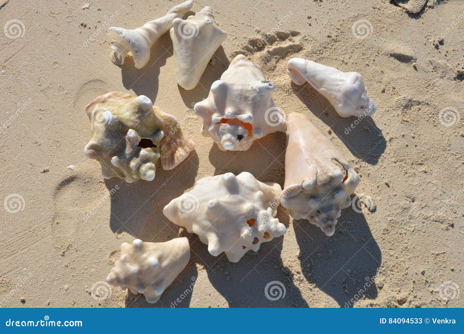Conch Shell stock image. Image of adventure, bahamas - 84094533