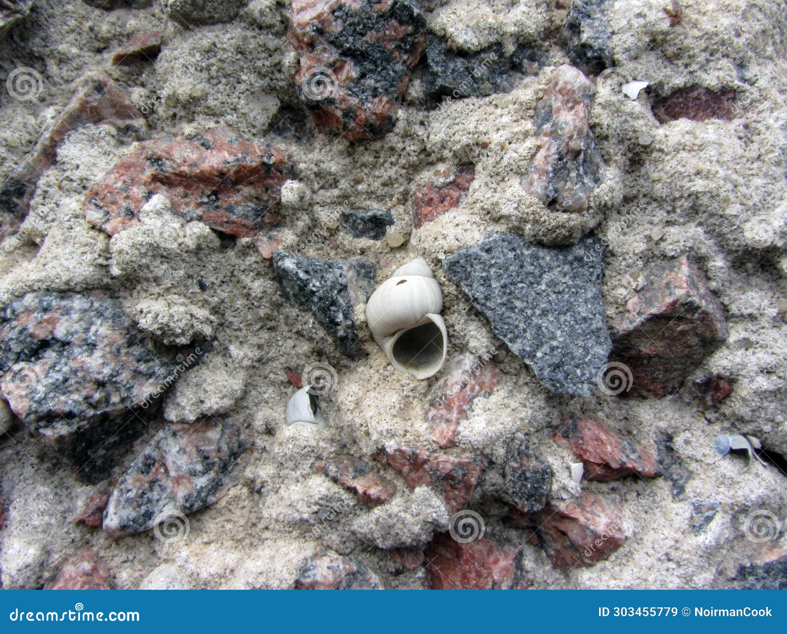 Conch Shell River Sand in a Decorative Wall Covering Stock Image ...