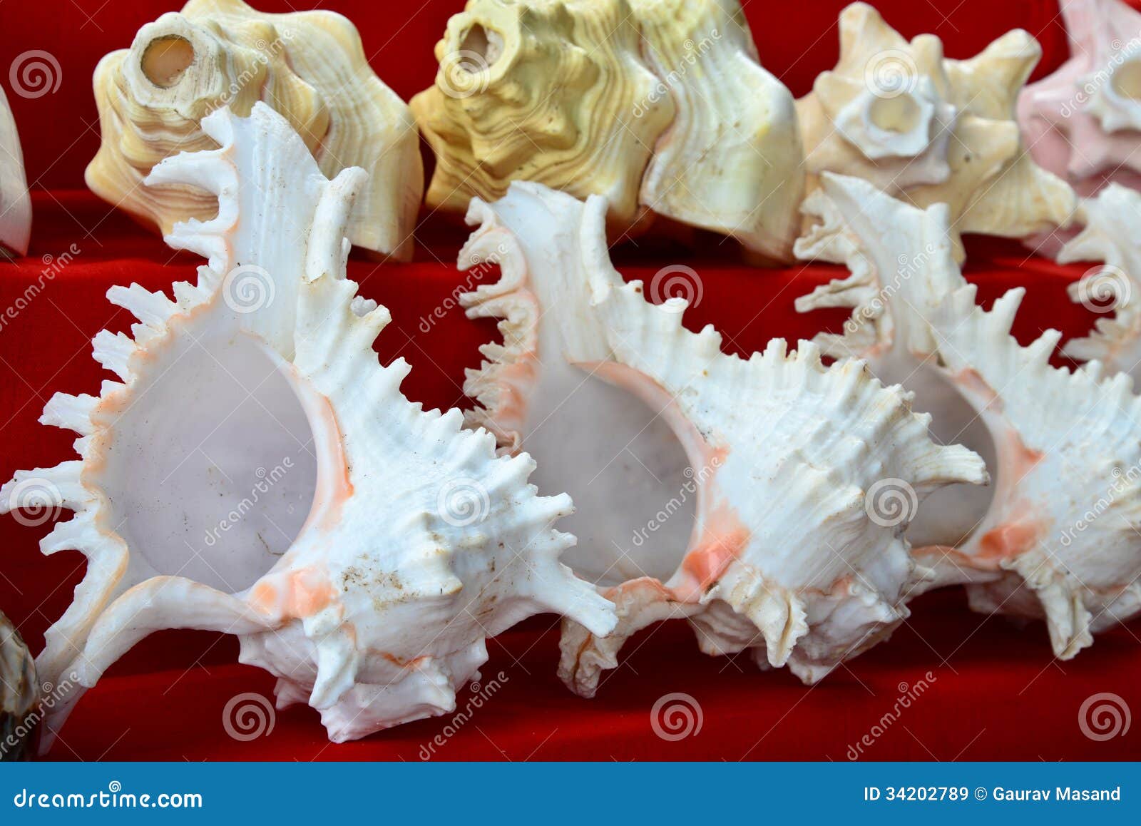 Conch shell stock image. Image of life, wave, shell, beach - 34202789