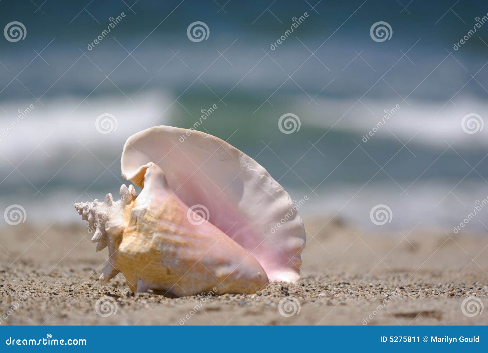 Conch shell on sand stock image. Image of ocean, surf - 5275811