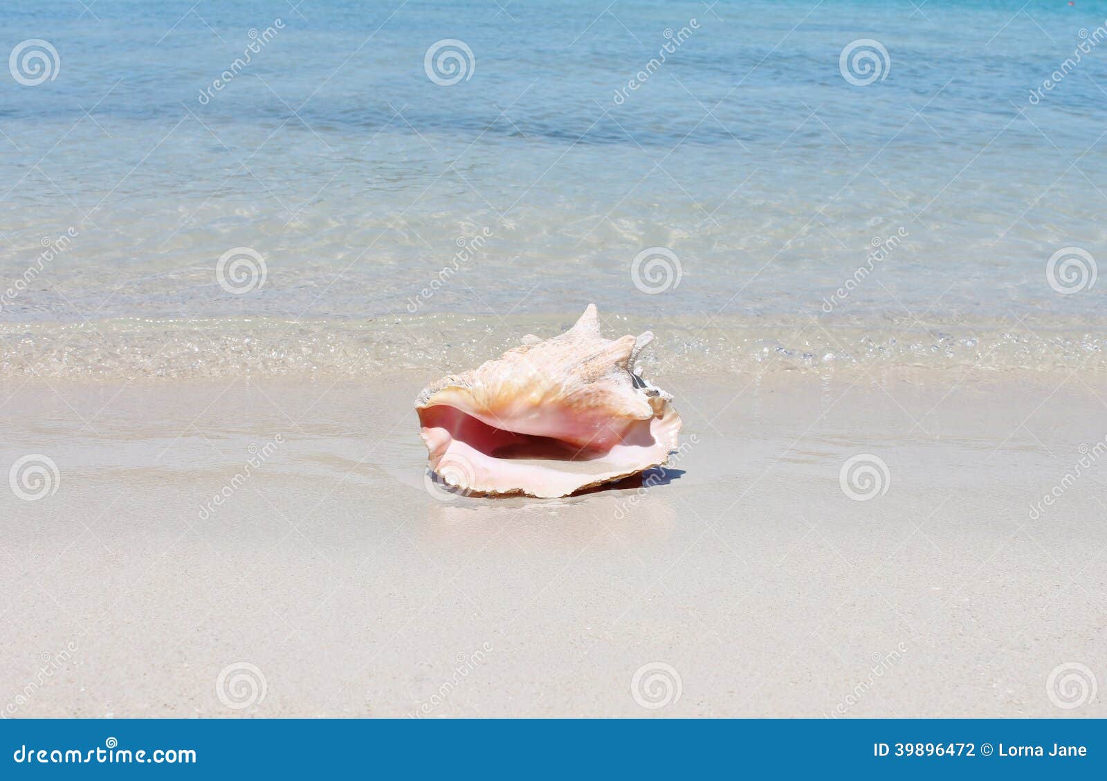 Conch Shell on Sand Beach with Sea Stock Photo - Image of shoreline ...