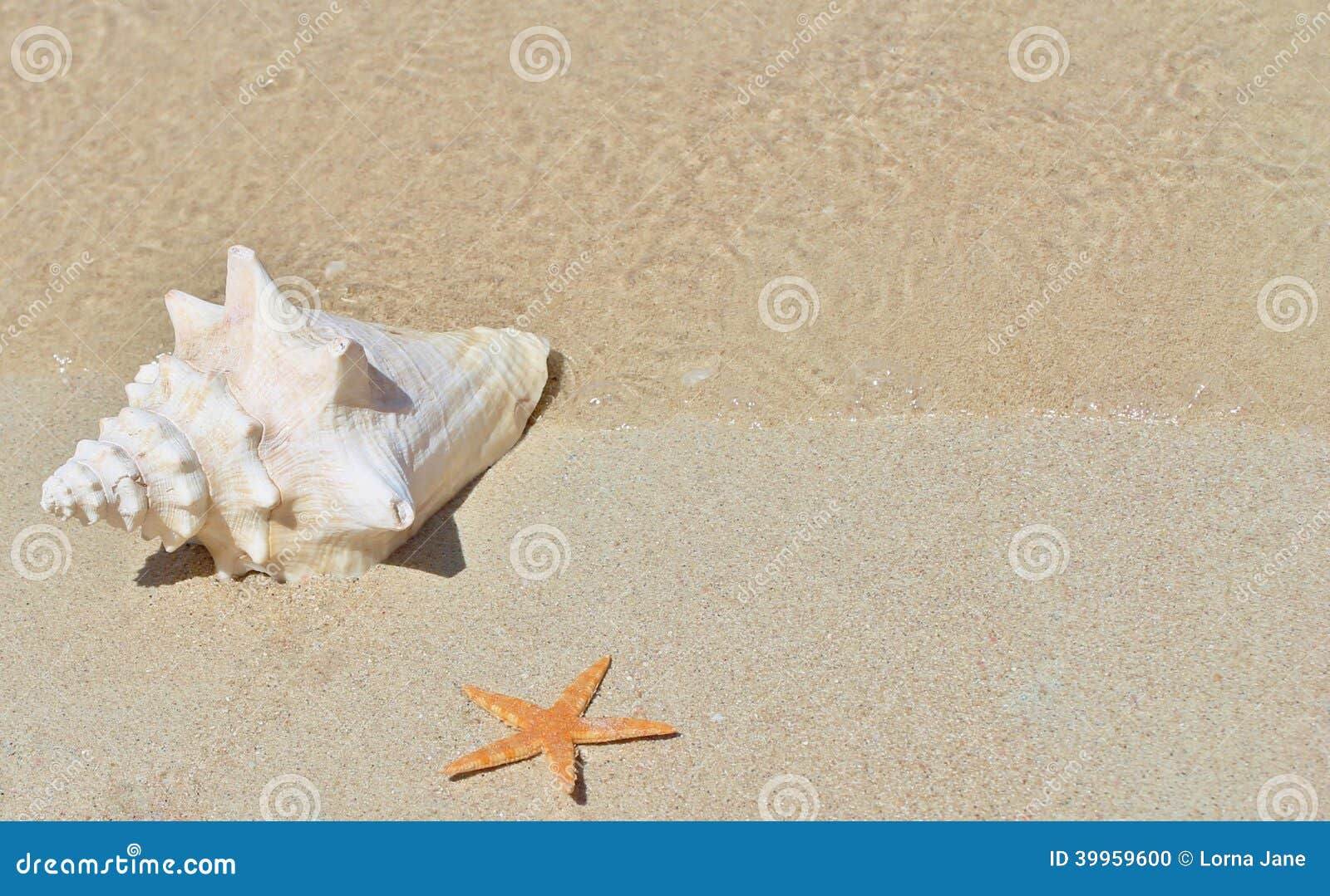 Conch Shell on Sand Beach with Sea Stock Photo - Image of australia ...