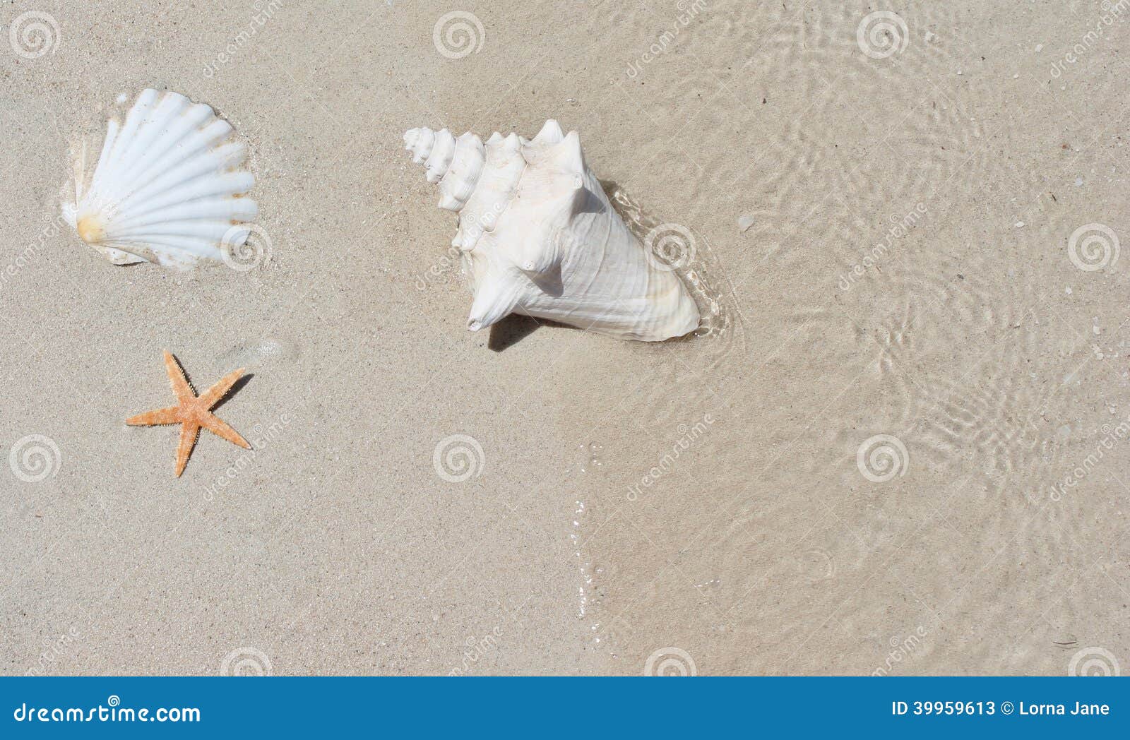 Conch Shell on Sand Beach with Sea Stock Image - Image of beach, conch ...