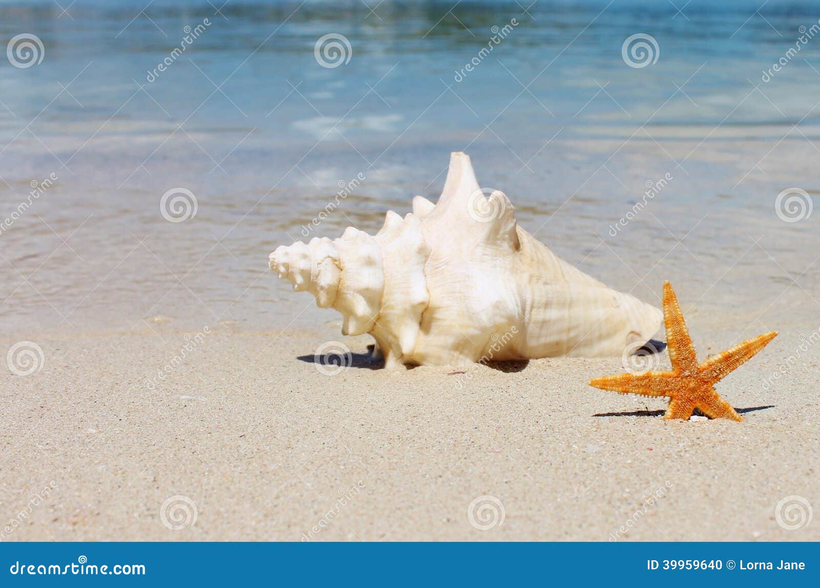 Conch Shell on Sand Beach with Sea Background Copy Space, Stock, Photo ...
