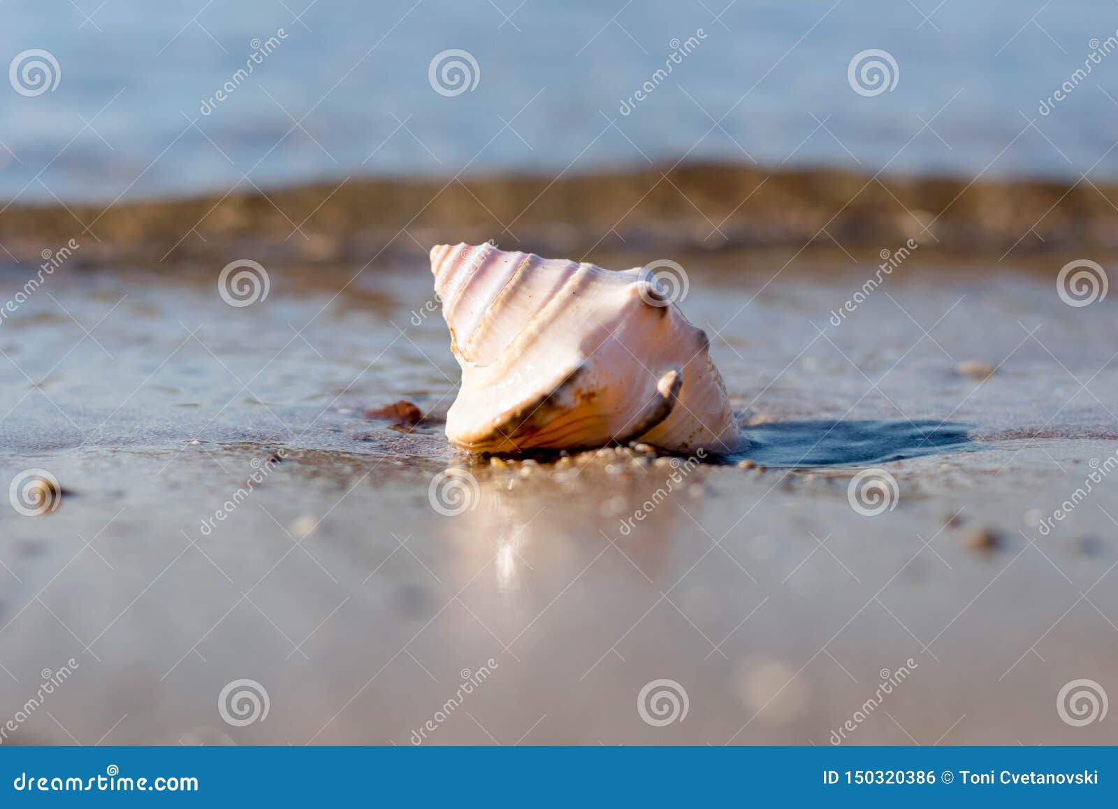 Conch shell in sand stock photo. Image of conch, emotion - 150320386