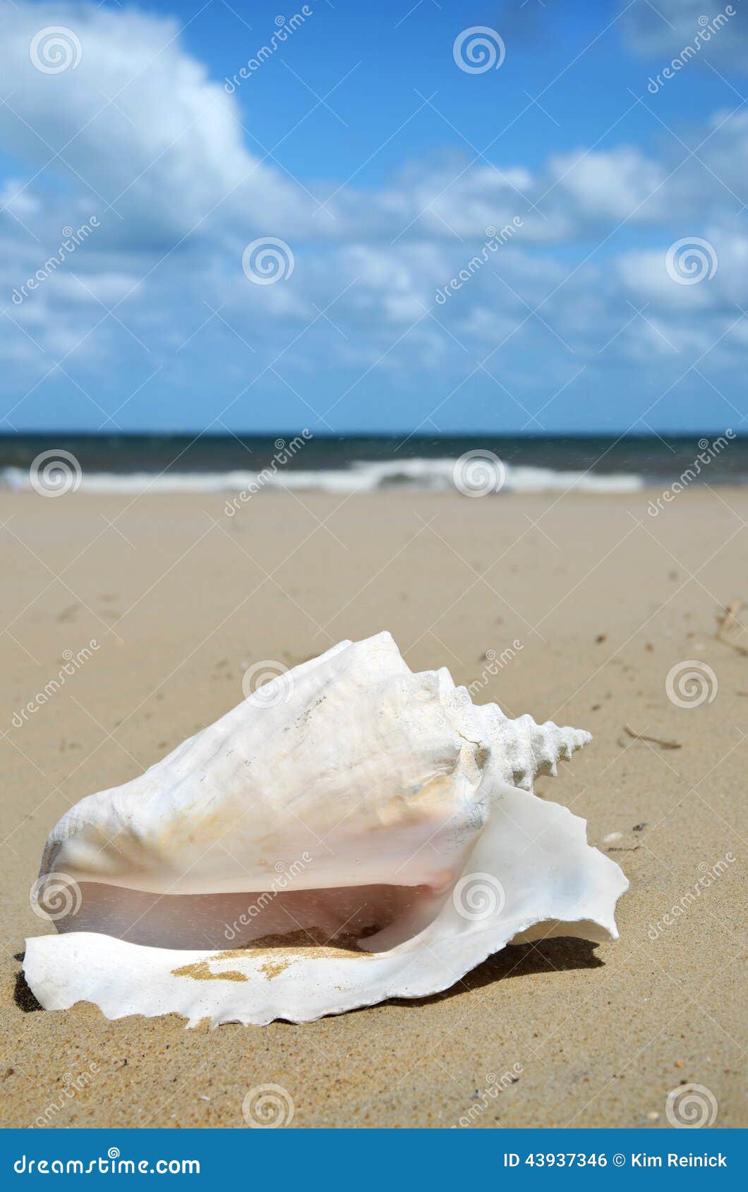 Conch Shell stock photo. Image of travel, pretty, seashell - 43937346
