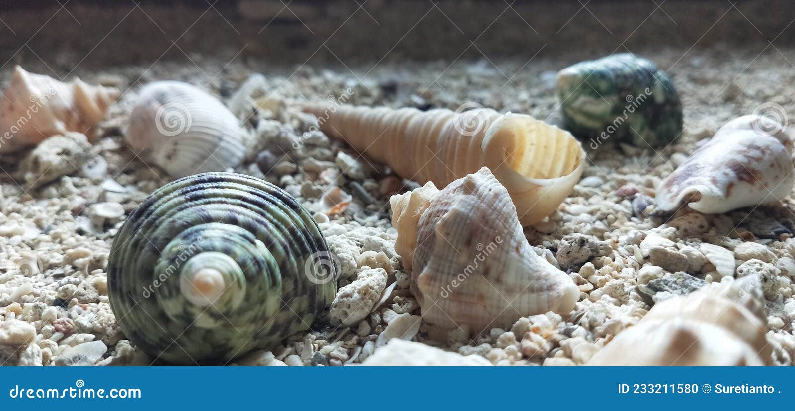 Conch shell on the sand stock photo. Image of shore - 233211580