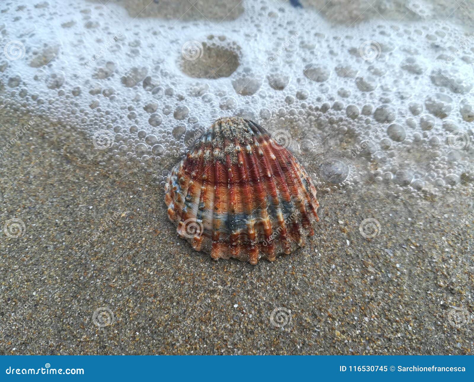 Conch shell on the sand stock image. Image of shore - 116530745