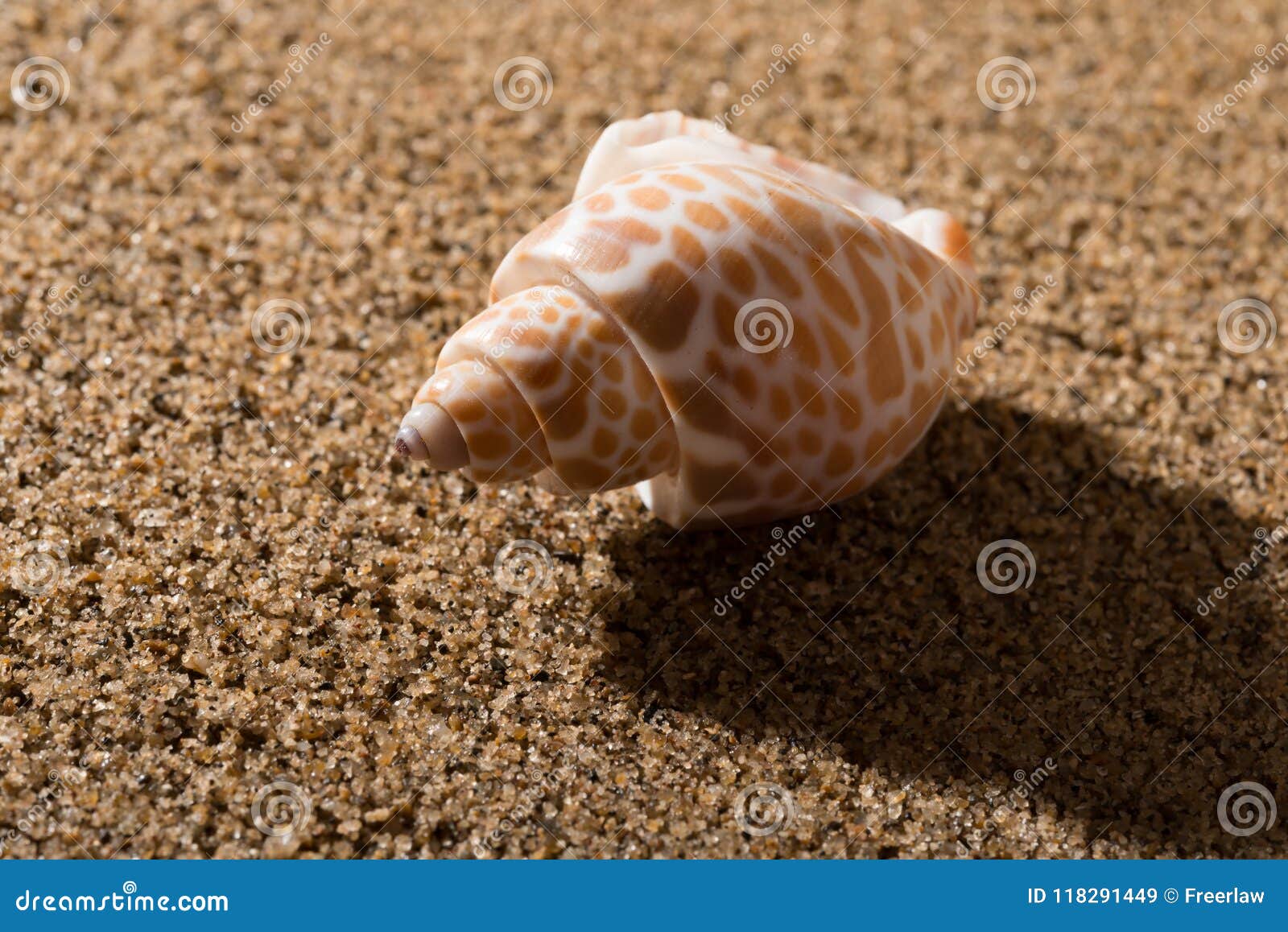 Conch shell on sand stock image. Image of cone, sand - 118291449