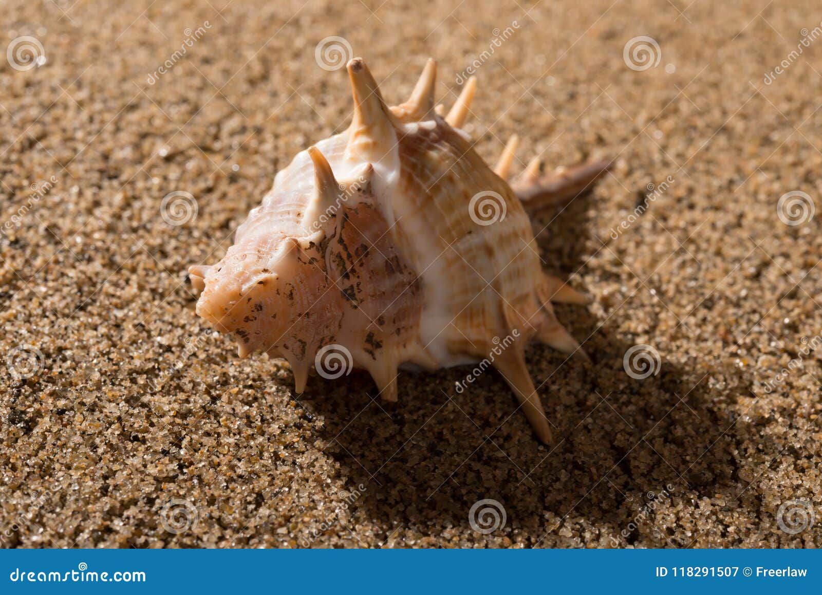 Conch shell on sand stock image. Image of snail, conch - 118291507