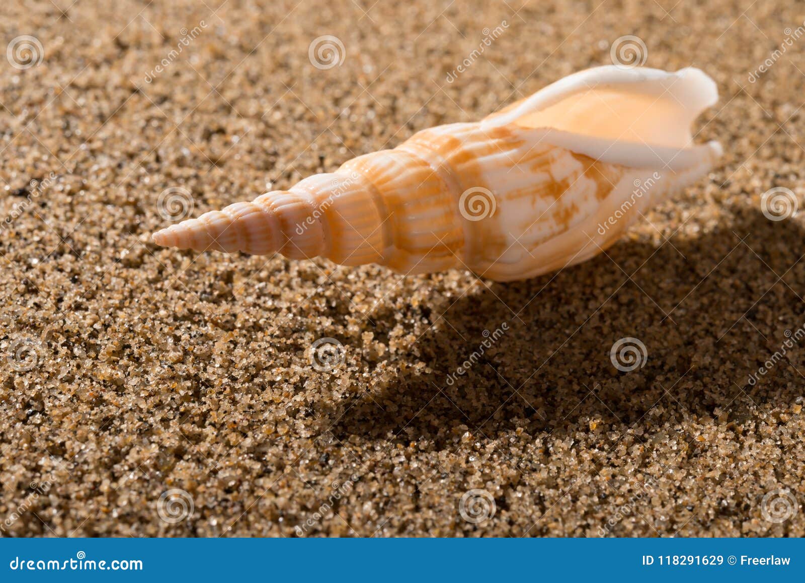 Conch shell on sand stock image. Image of object, seafood - 118291629