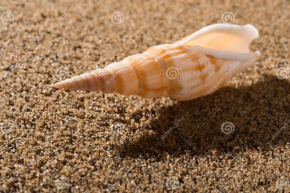Conch shell on sand stock image. Image of object, seafood - 118291629