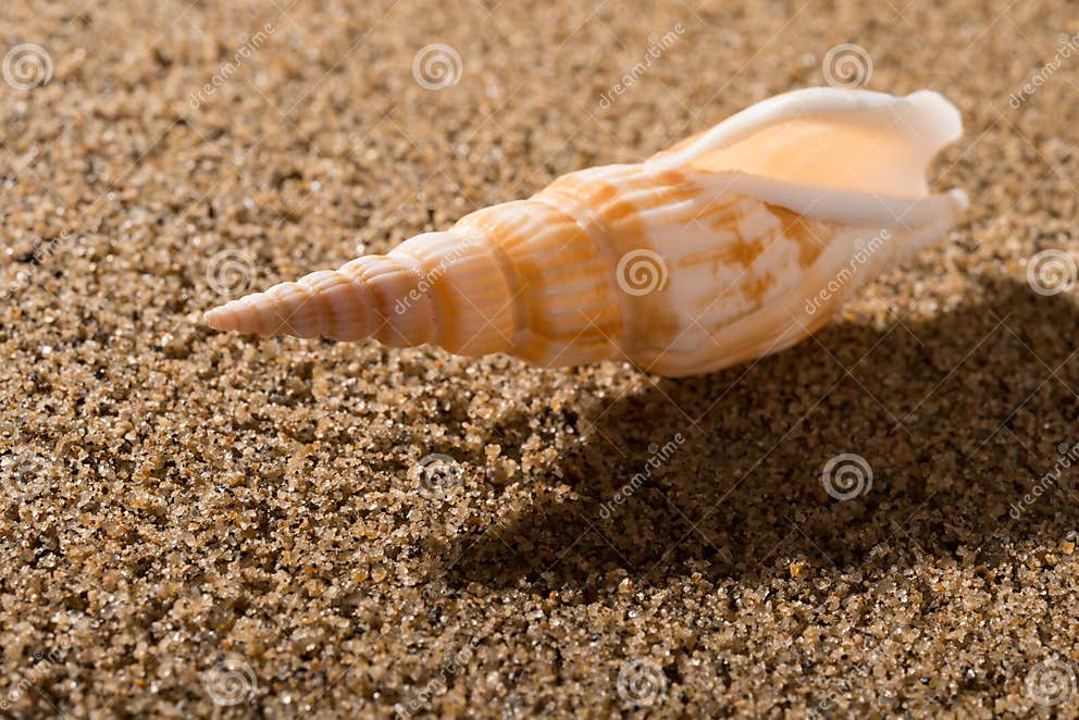 Conch shell on sand stock image. Image of object, seafood - 118291629