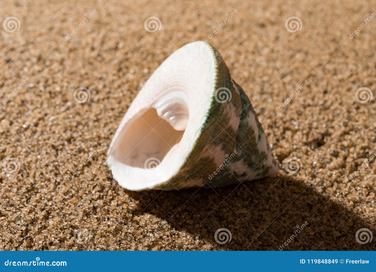 Conch shell on sand stock image. Image of mollusc, decorative - 119848849