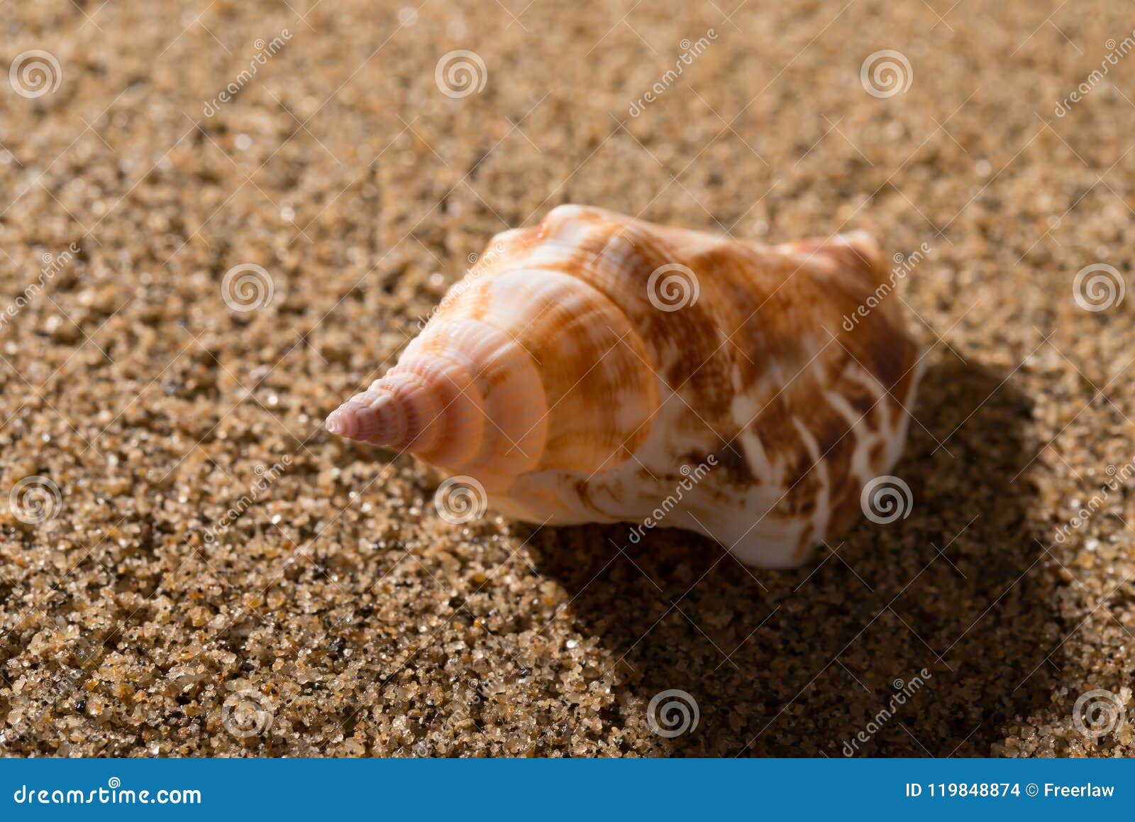 Conch shell on sand stock photo. Image of volutes, cockleshell - 119848874