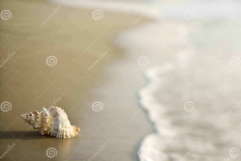 Conch Shell on Sand with Waves. Stock Image - Image of tide, ocean: 2038337