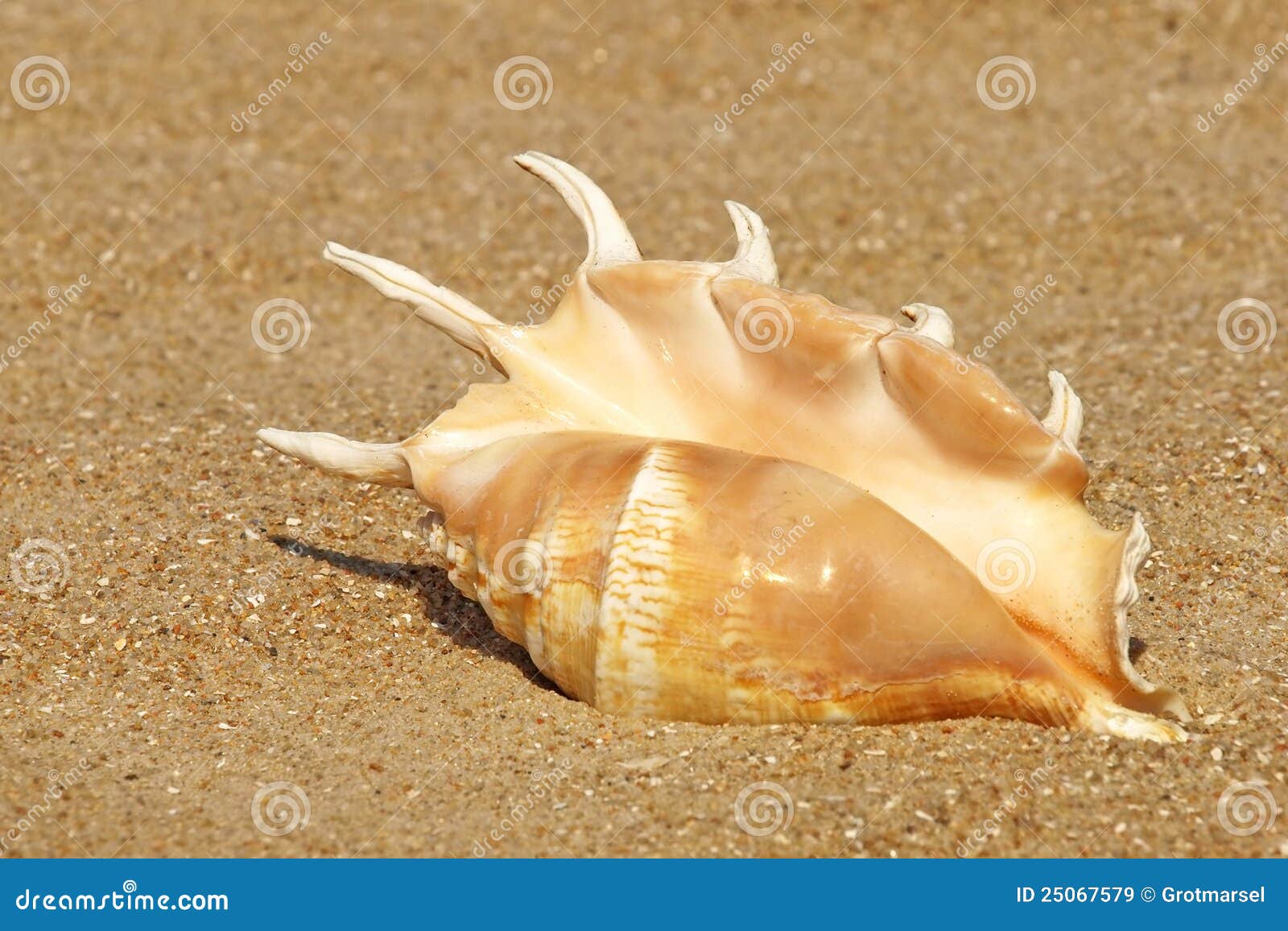 Conch Shell on Sandy Beach. Stock Image - Image of cockleshell, macro ...