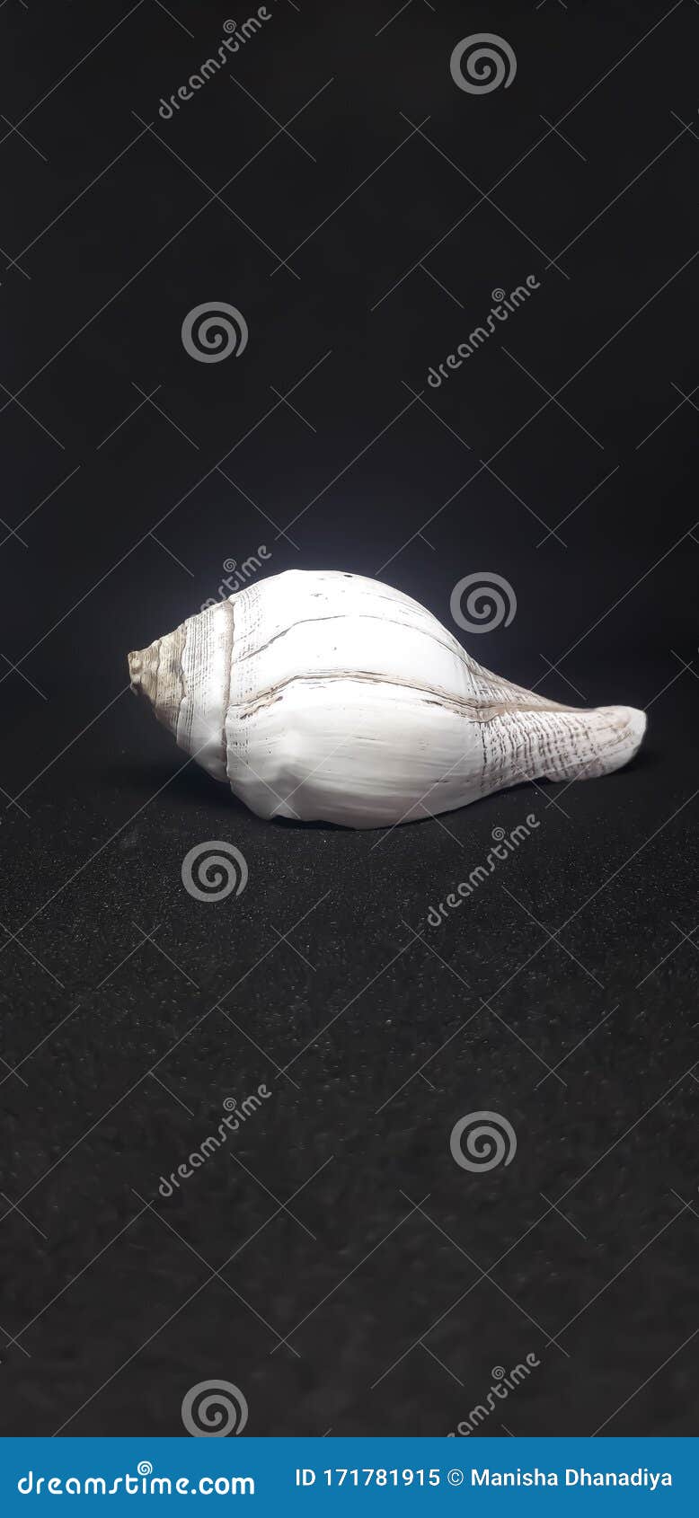 Conch Shell of Sea Snail and Emblem of God Vishnu Stock Image - Image ...