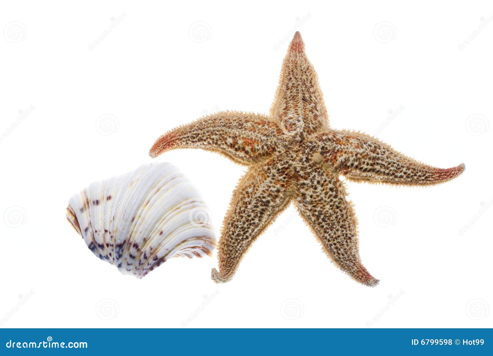Conch Shell and sea star stock photo. Image of ocean, cutout - 6799598